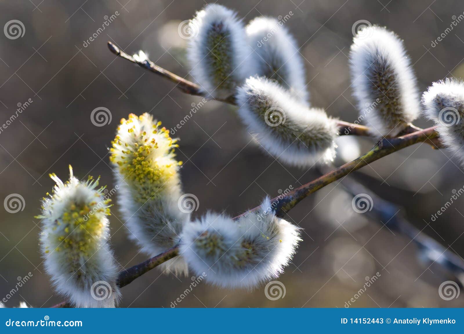 Willow bloom stock image. Image of willow, view, flora - 14152443