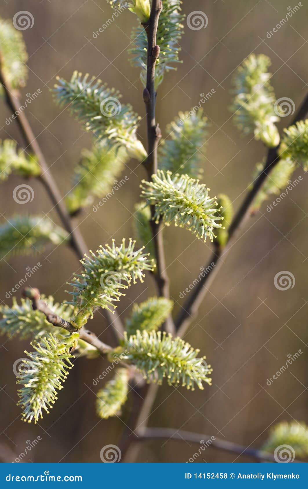Willow bloom stock photo. Image of twig, spring, bloom - 14152458