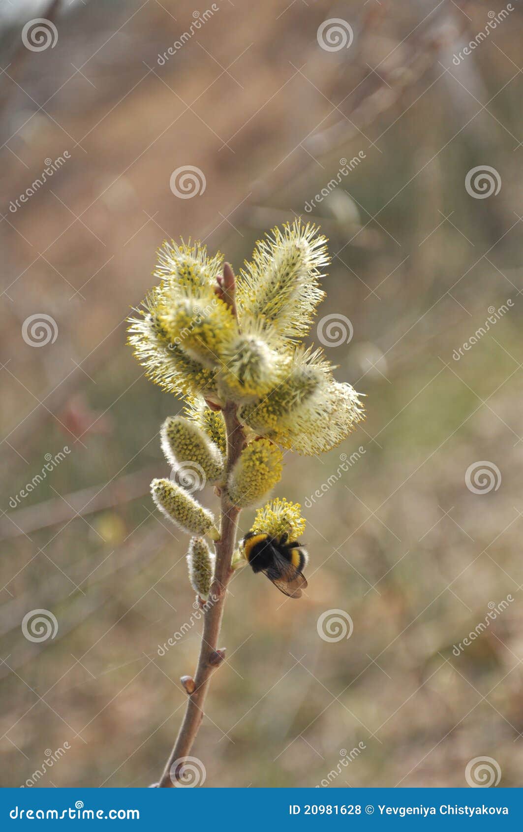 Willow bloom stock photo. Image of fluffy, bloom, insect - 20981628