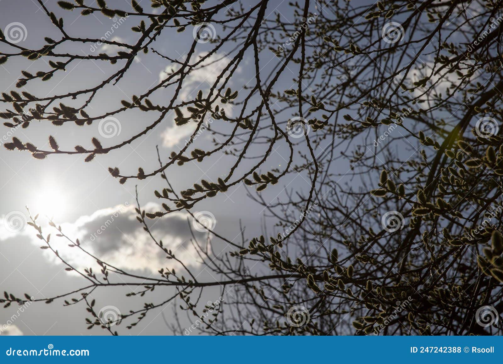Willow during Blooming in the Spring of the Year Stock Photo - Image of ...