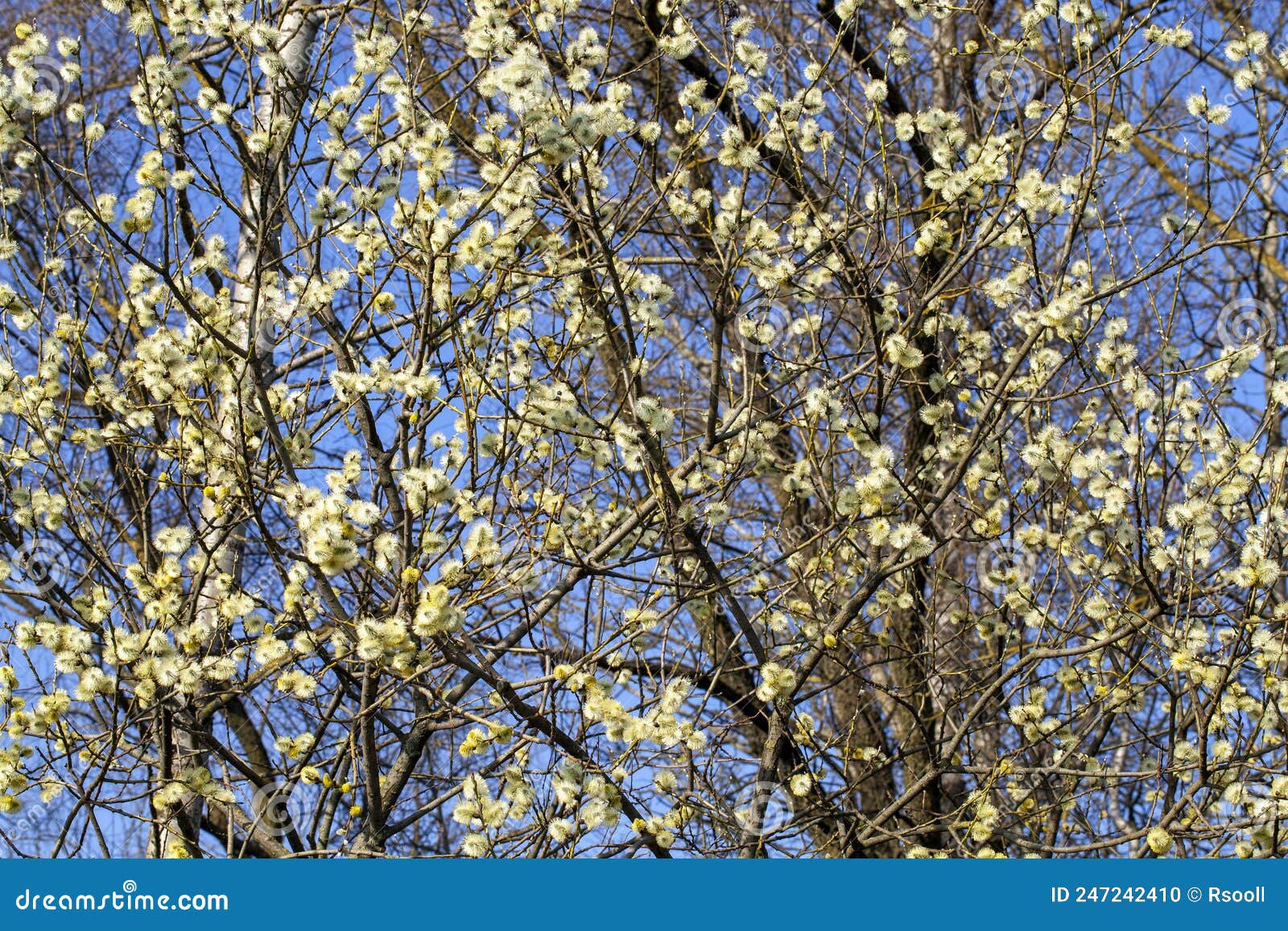 Willow during Blooming in the Spring of the Year Stock Photo - Image of ...