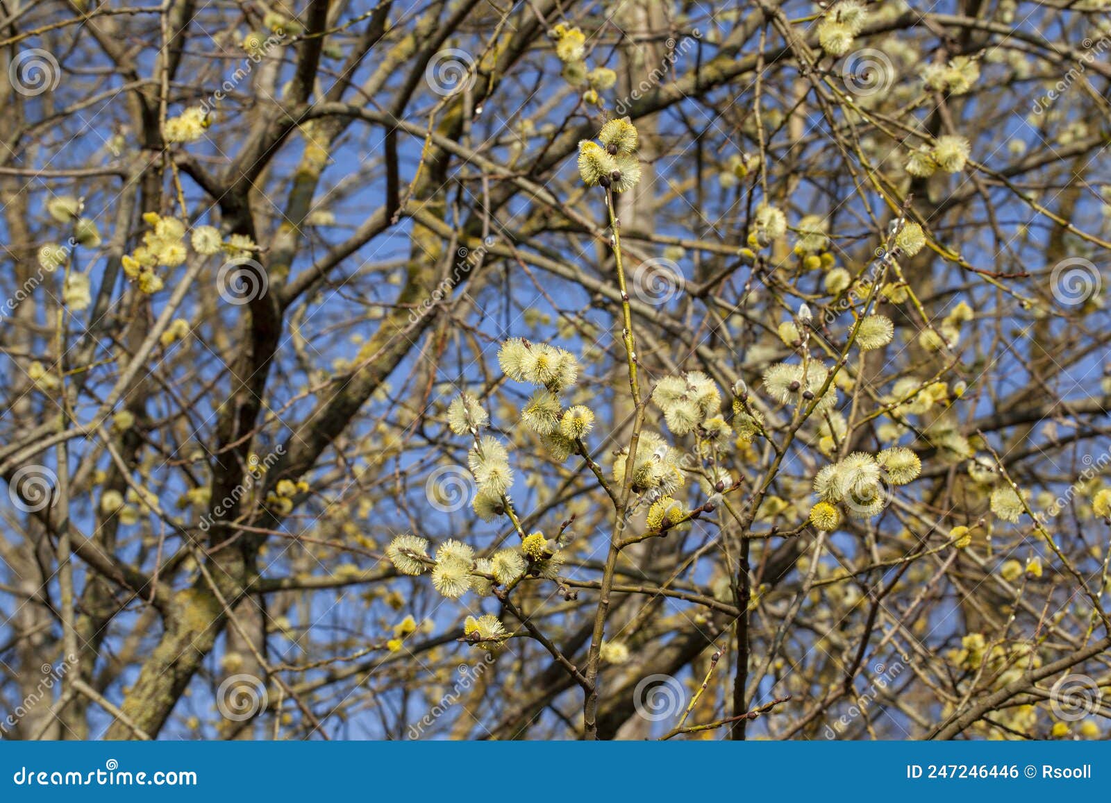 Willow during Blooming in the Spring of the Year Stock Photo - Image of ...