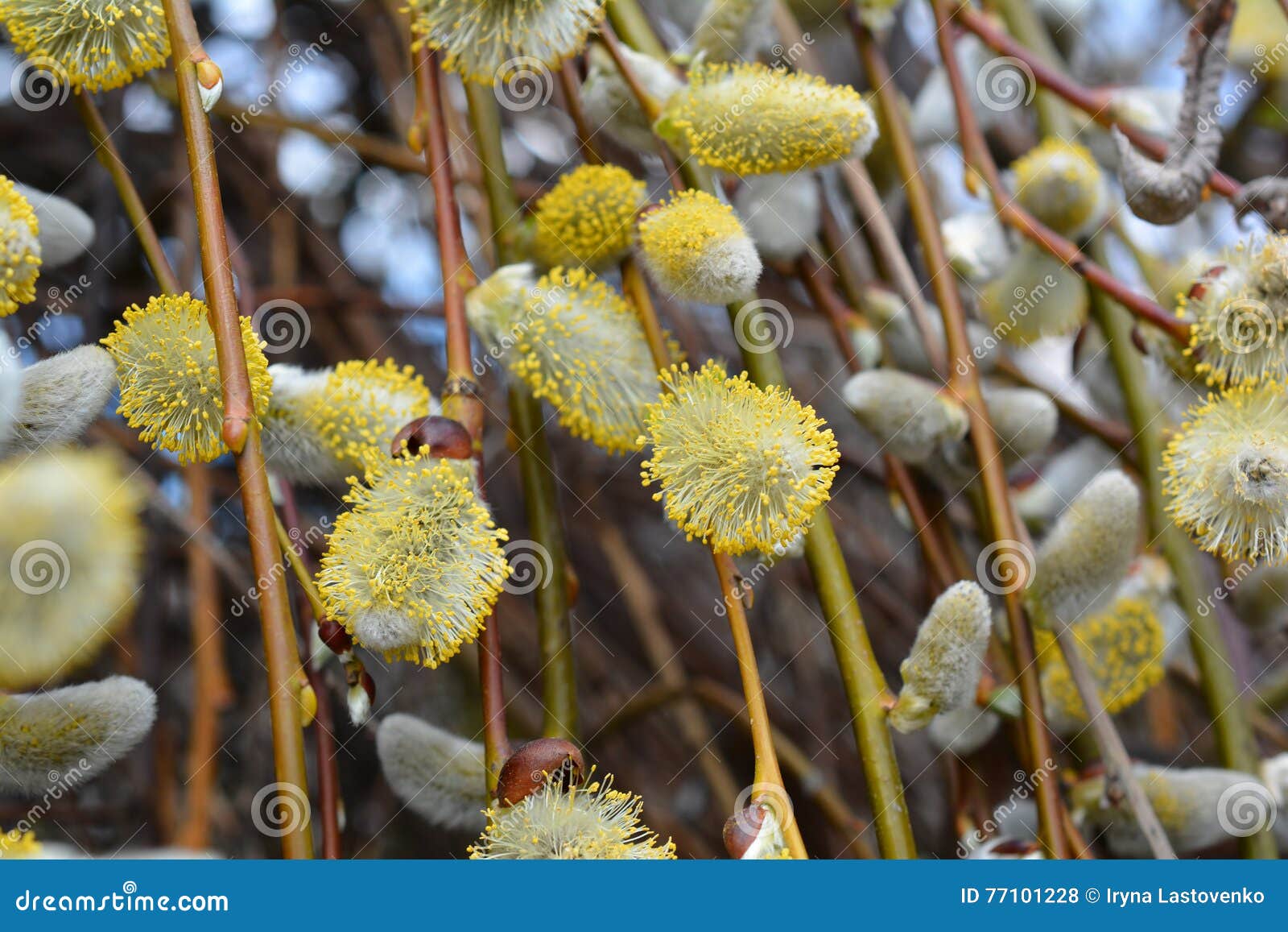 Willow. Blooming tree stock photo. Image of willow, flora - 77101228