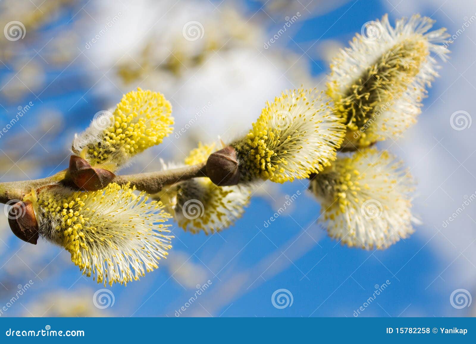 The willow blossoms stock photo. Image of flora, nature - 15782258