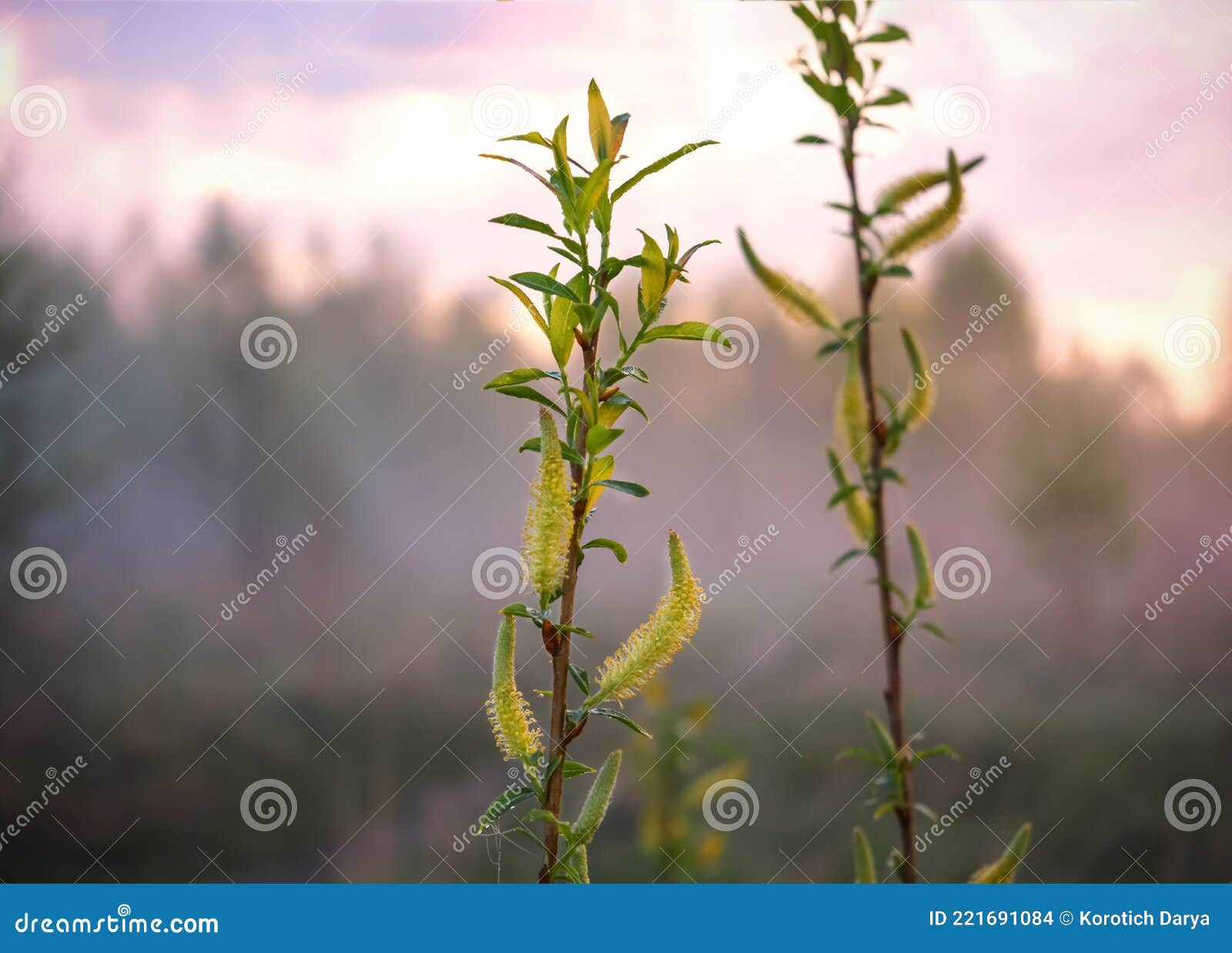 Willow blossoms stock photo. Image of branch, tree, blue - 221691084