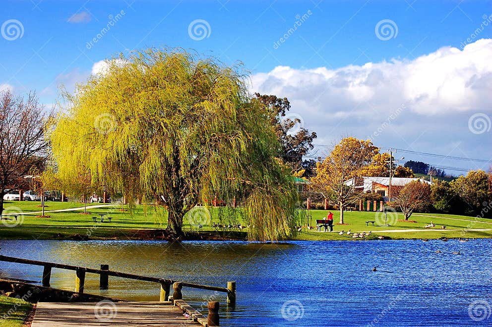 Willow and Boat ramp stock image. Image of launch, water - 10699641