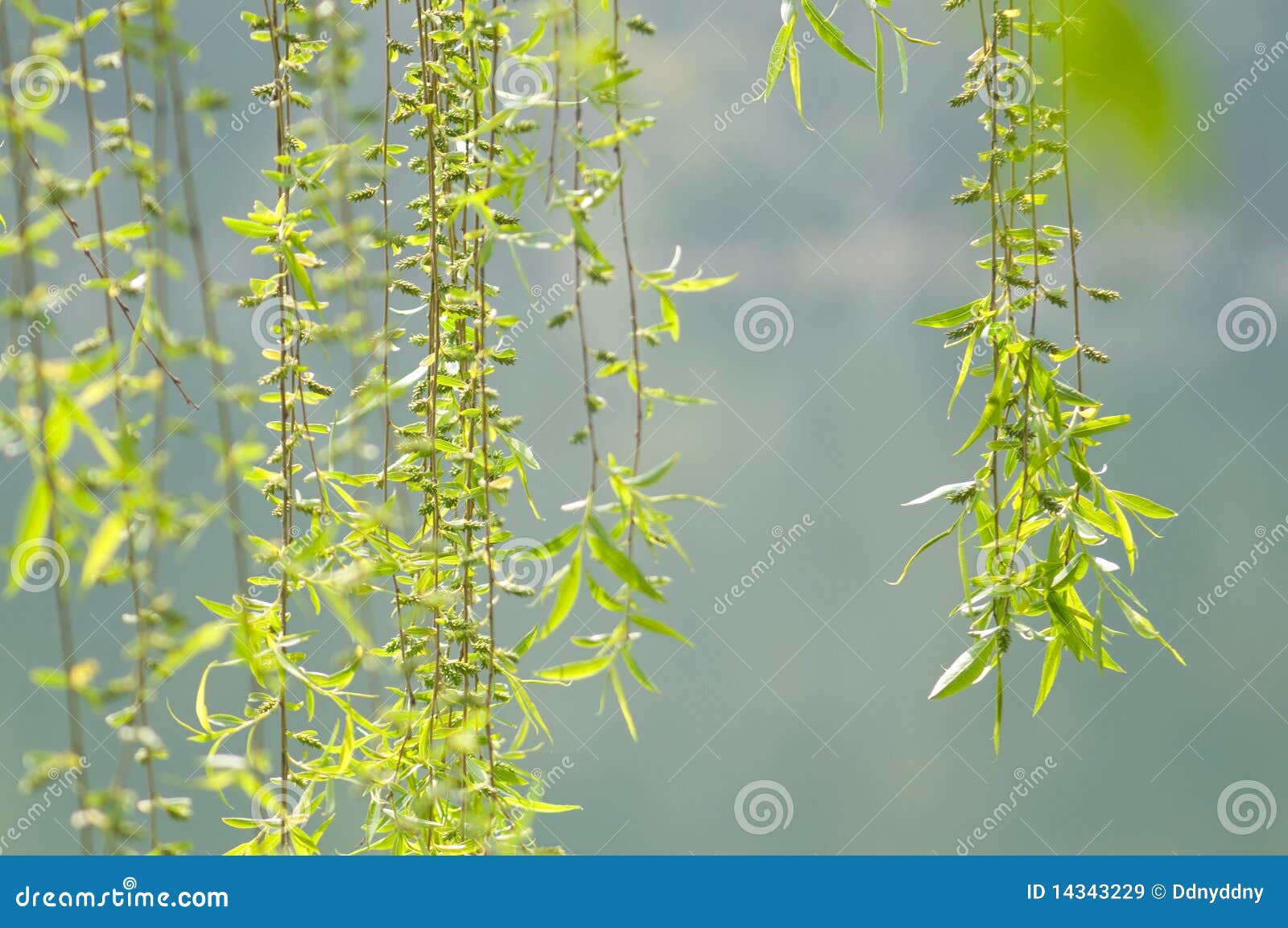 Willow branch stock image. Image of branch, flicker, trees - 14343229