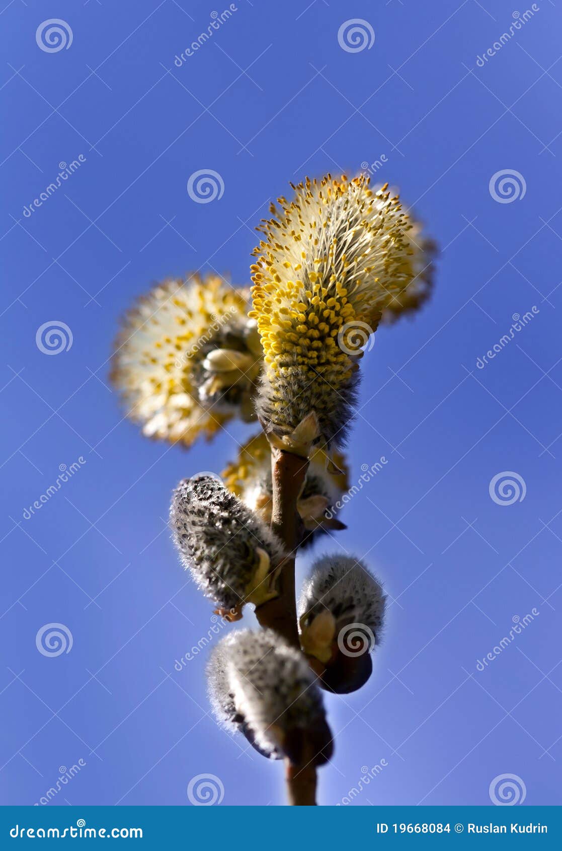 Willow branch stock photo. Image of seasonal, springtime - 19668084