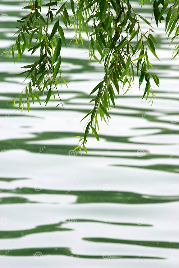 Willow branch stock image. Image of leaf, leaves, china - 2655131