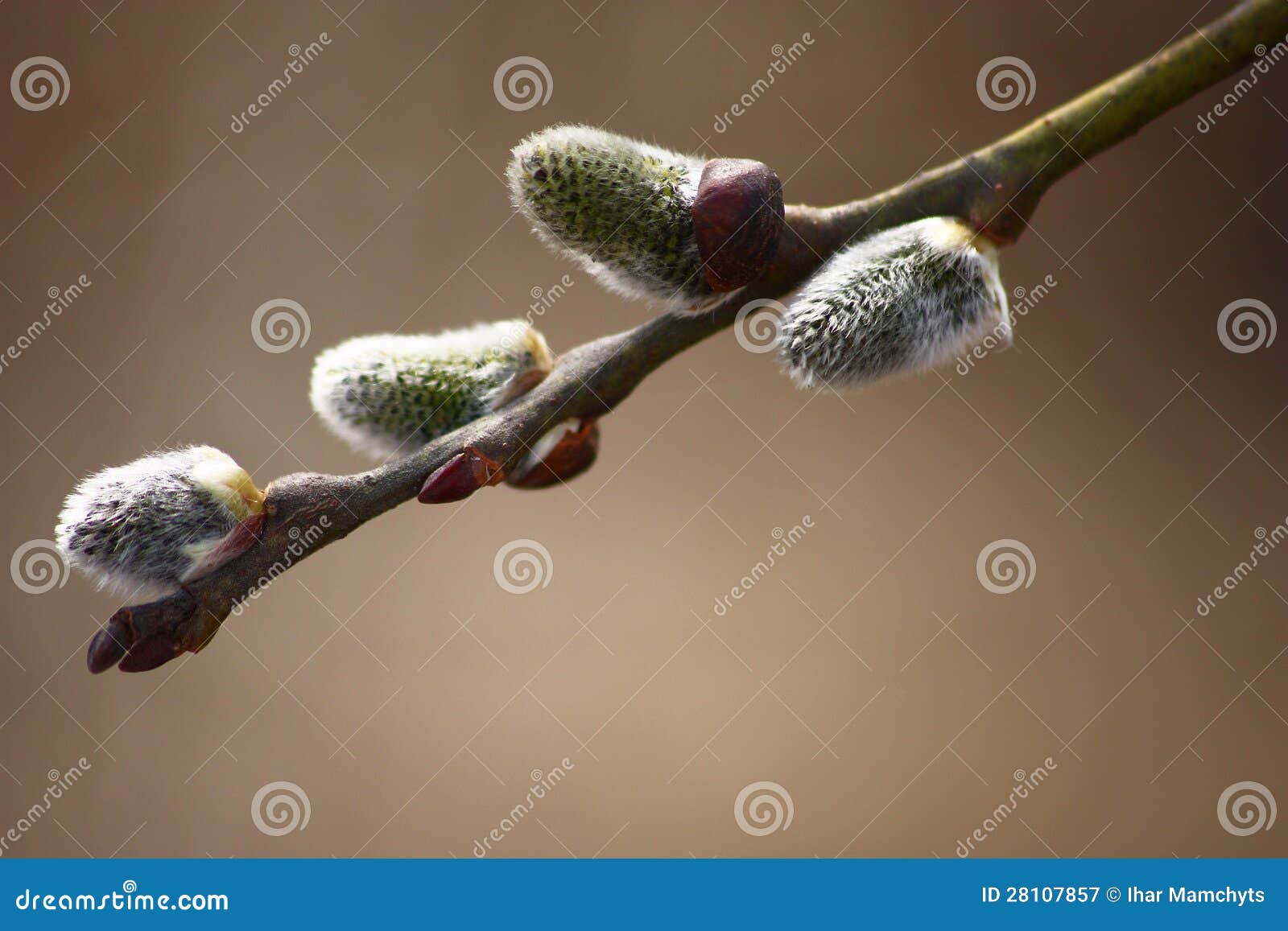 Willow branch. stock image. Image of pussywillow, flowers - 28107857