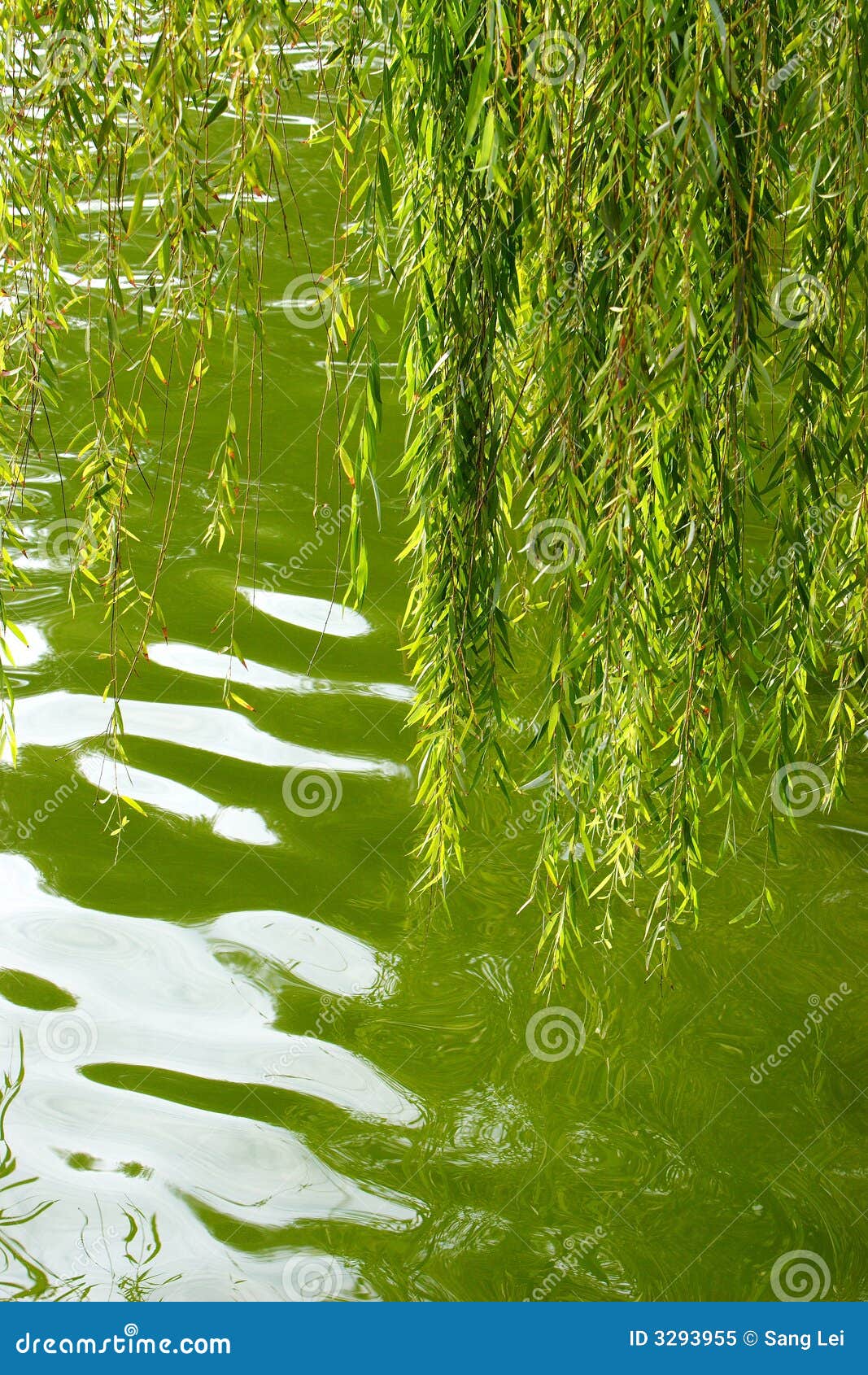 Willow branch stock image. Image of morning, garden, china - 3293955