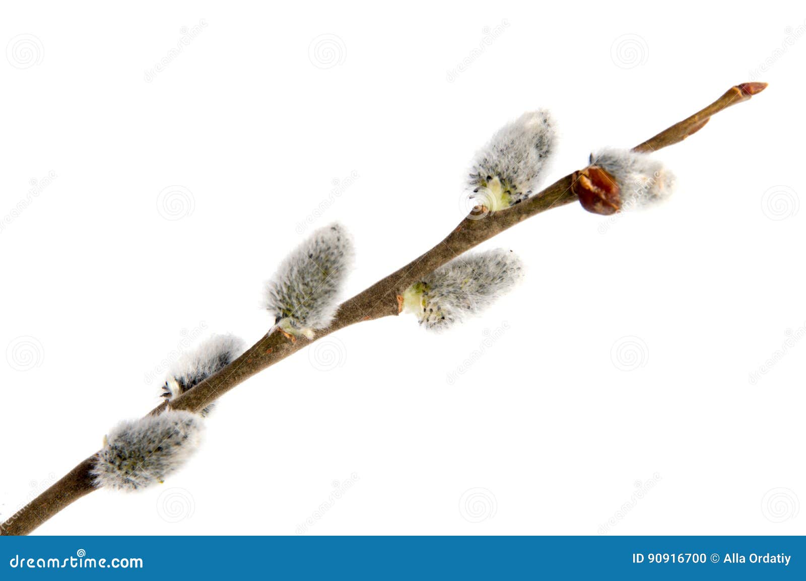 Willow Branch Buds on the Branch Open Buds Stock Photo - Image of ...