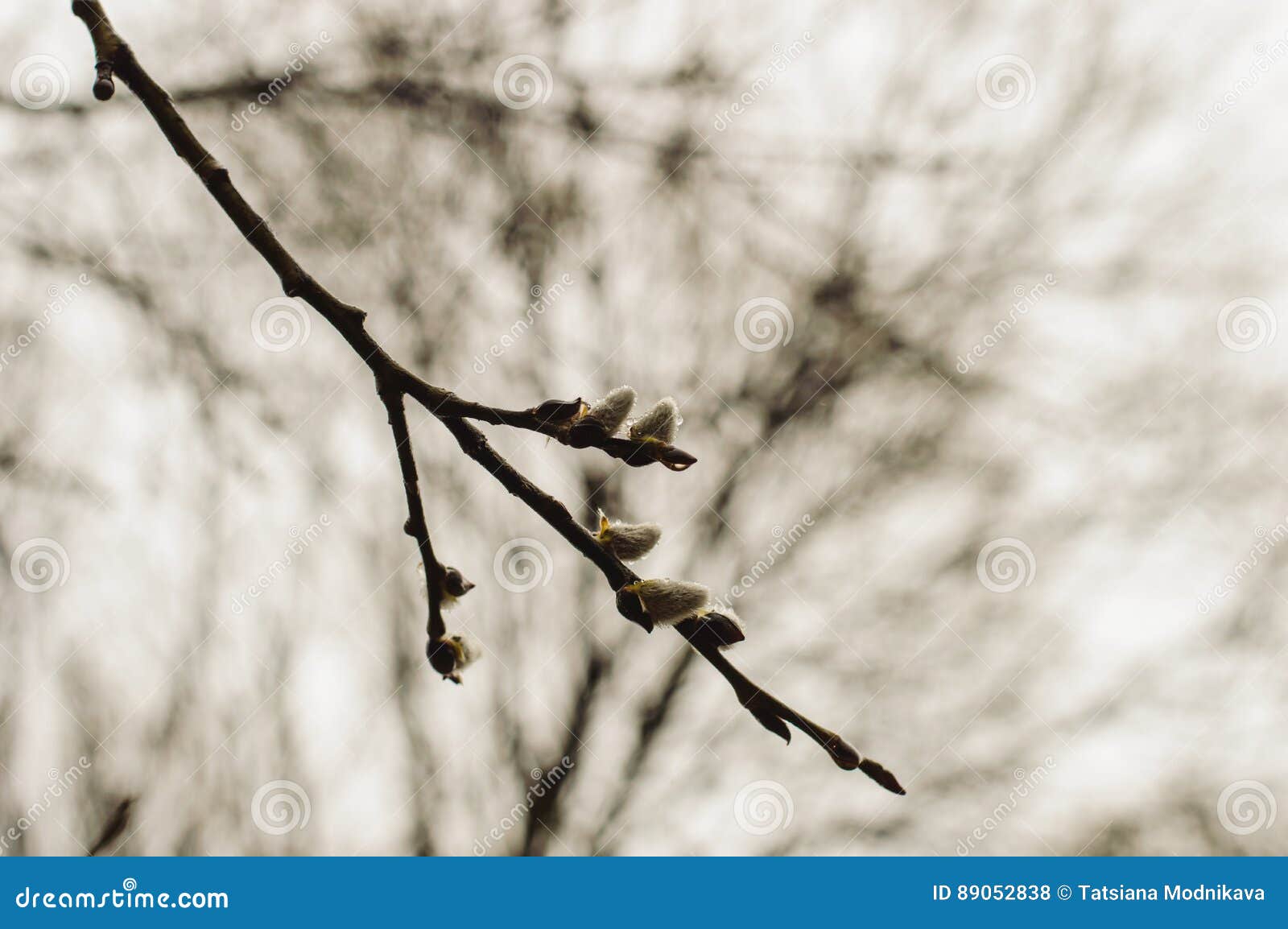 Willow Branch in the Drops of the Spring Rain. Stock Photo - Image of ...