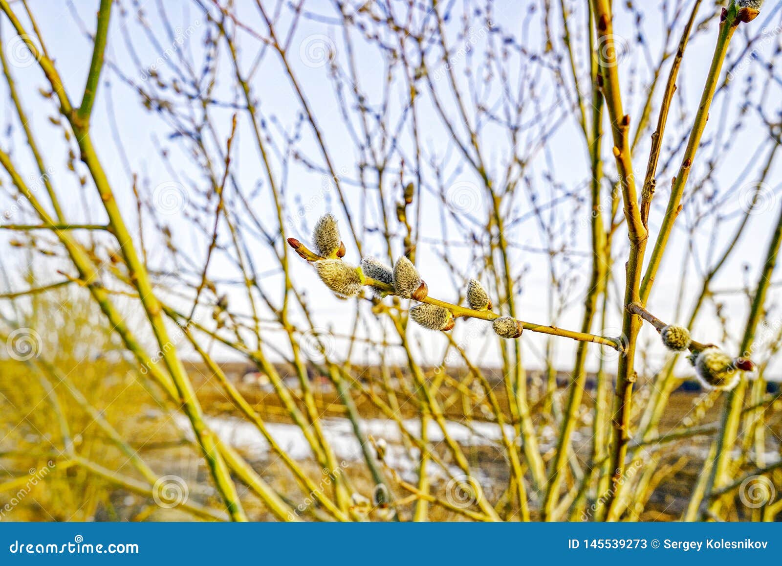 A Willow Branch in Early Spring. Stock Image - Image of downy, grow ...