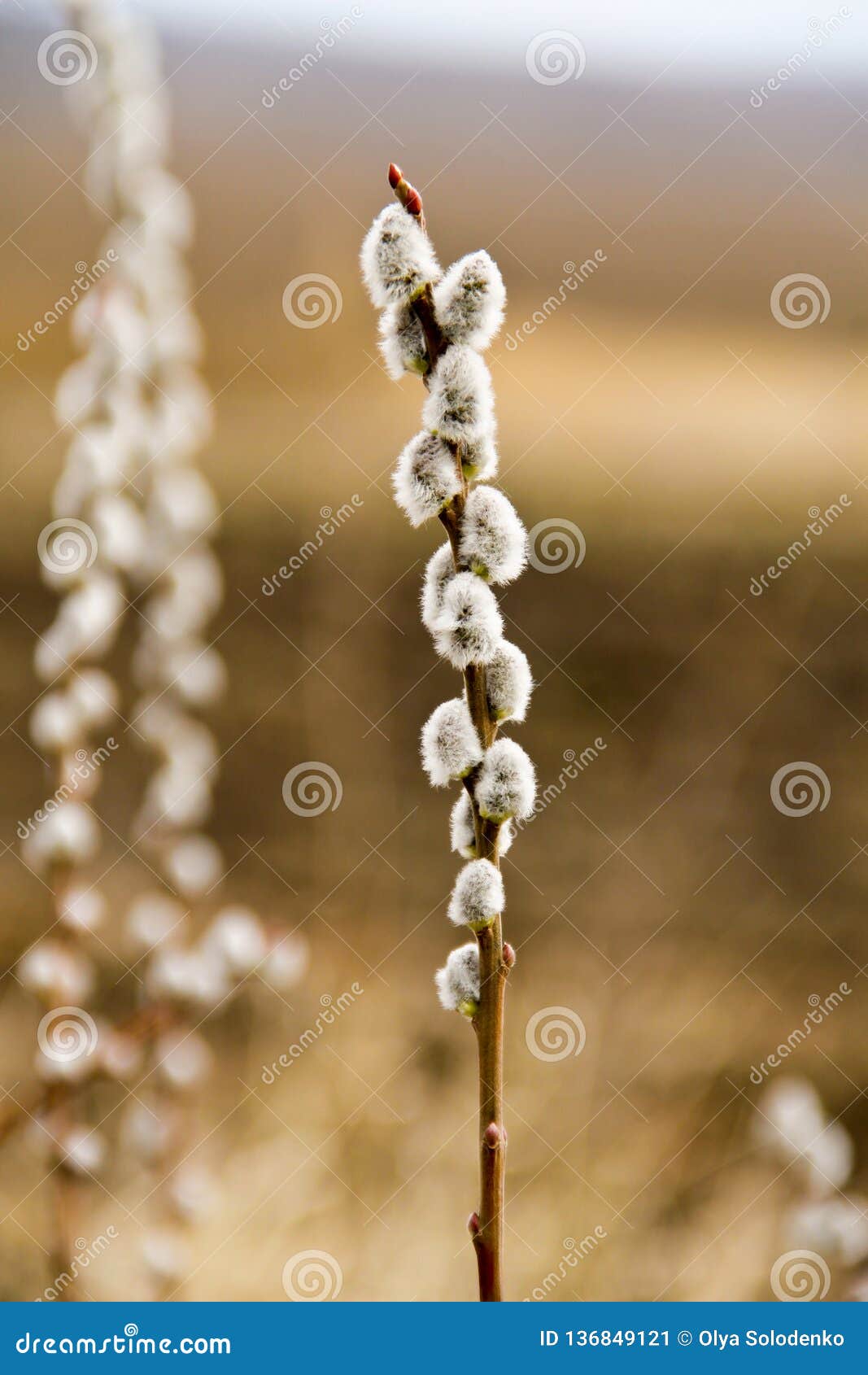 Willow Branch on Early Spring Stock Image - Image of outdoors, gemma ...