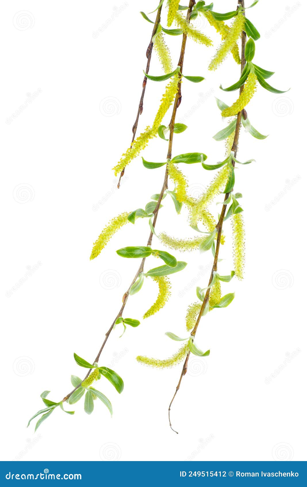 Willow Branch with Fresh Leaves Stock Photo - Image of white, leaf ...