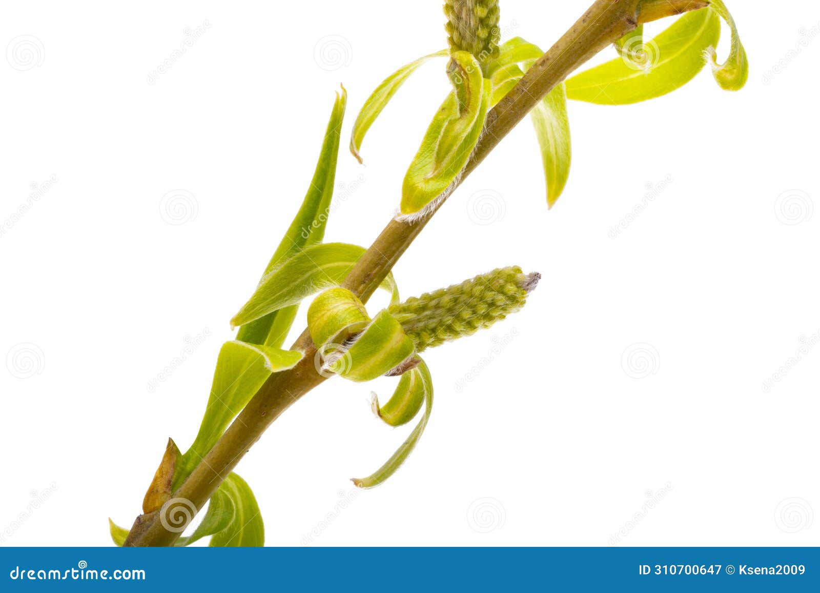 Willow branch isolated stock image. Image of festive - 310700647