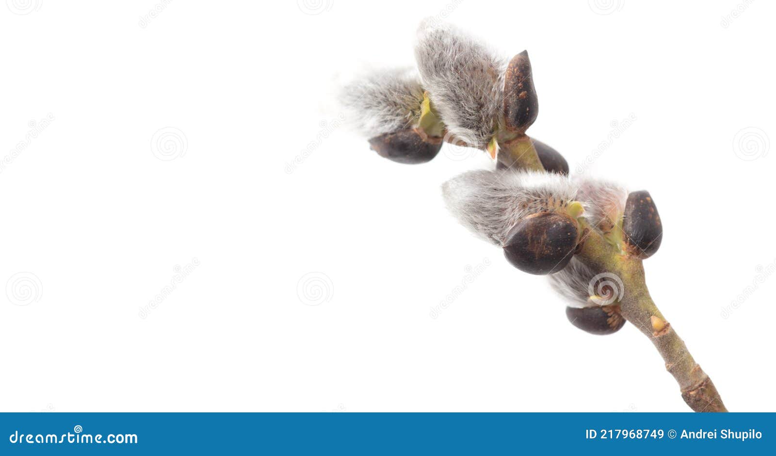 Willow Branch Isolated on White Background. Stock Image - Image of ...
