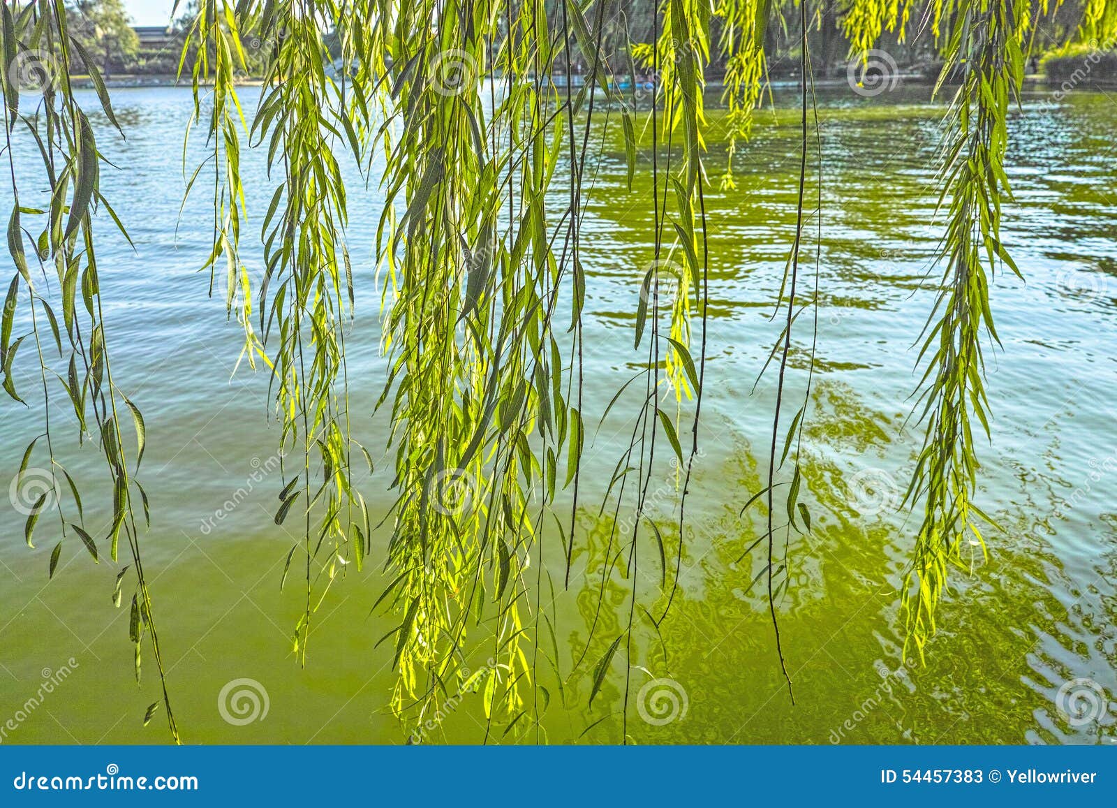 Willow branch stock image. Image of lakeside, closeup - 54457383