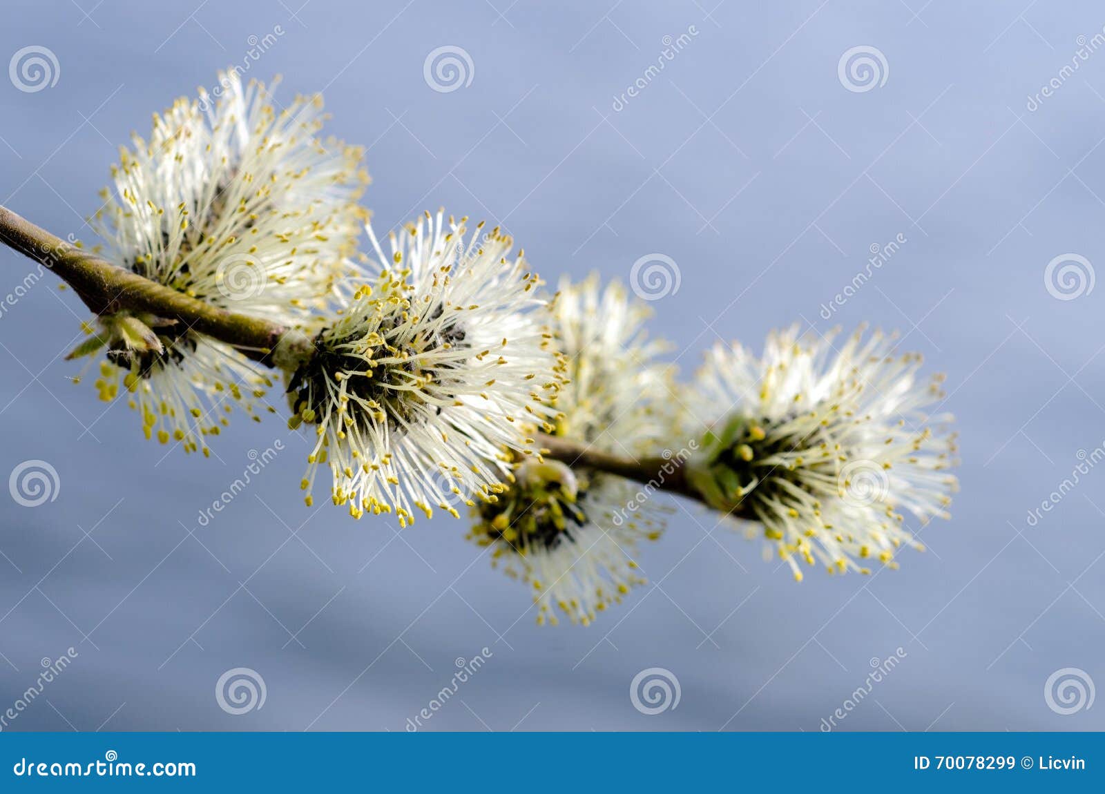 Willow branch over water stock image. Image of branch - 70078299