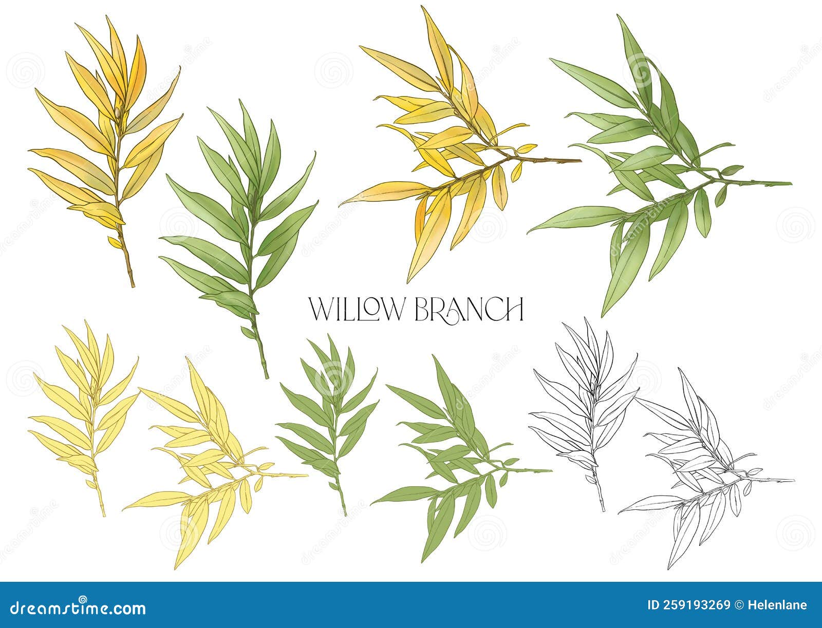 Willow Branch. Set of Branches with Leaves Stock Vector - Illustration ...