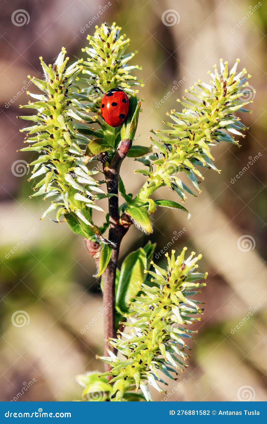 A Willow Branch with Soft Fluffy Buds and a Ladybug Stock Photo - Image ...