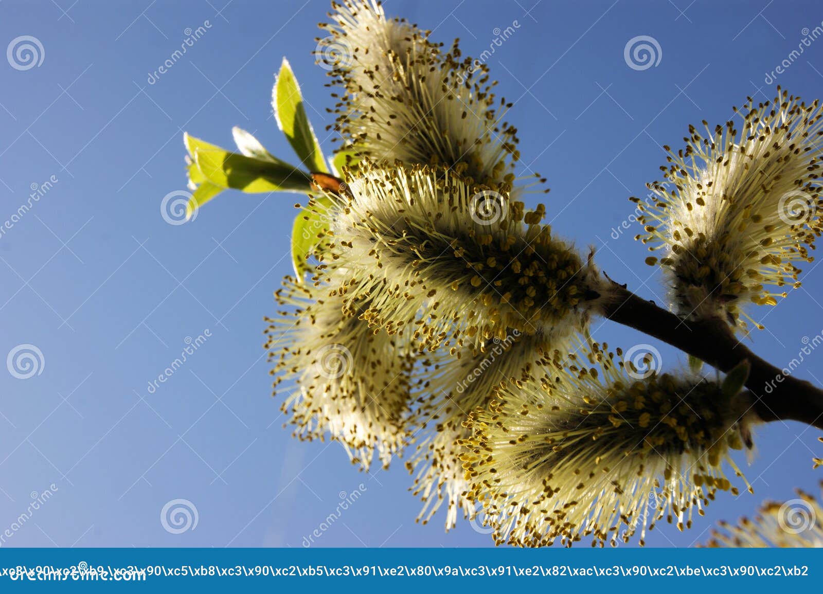Willow branch stock image. Image of nature, branch, yellow - 30794039