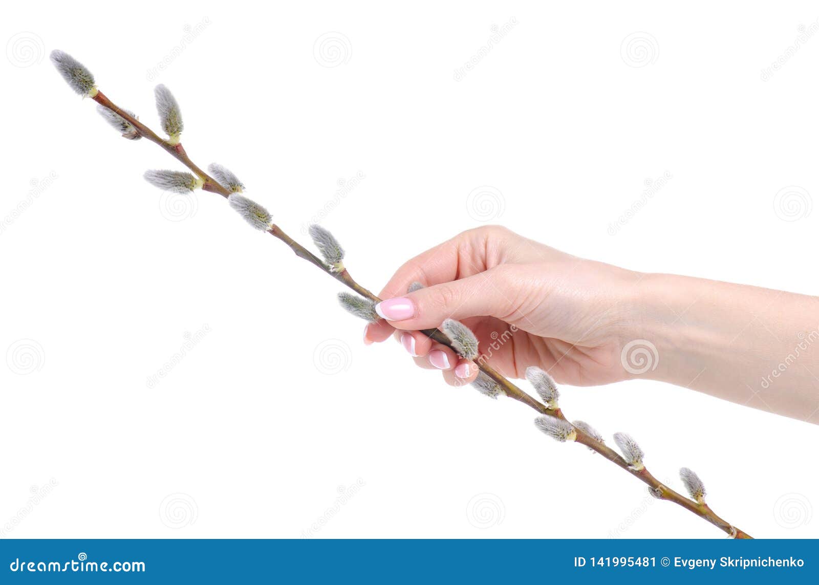 Willow Branch Spring in Hand Stock Image - Image of branch, beautiful ...