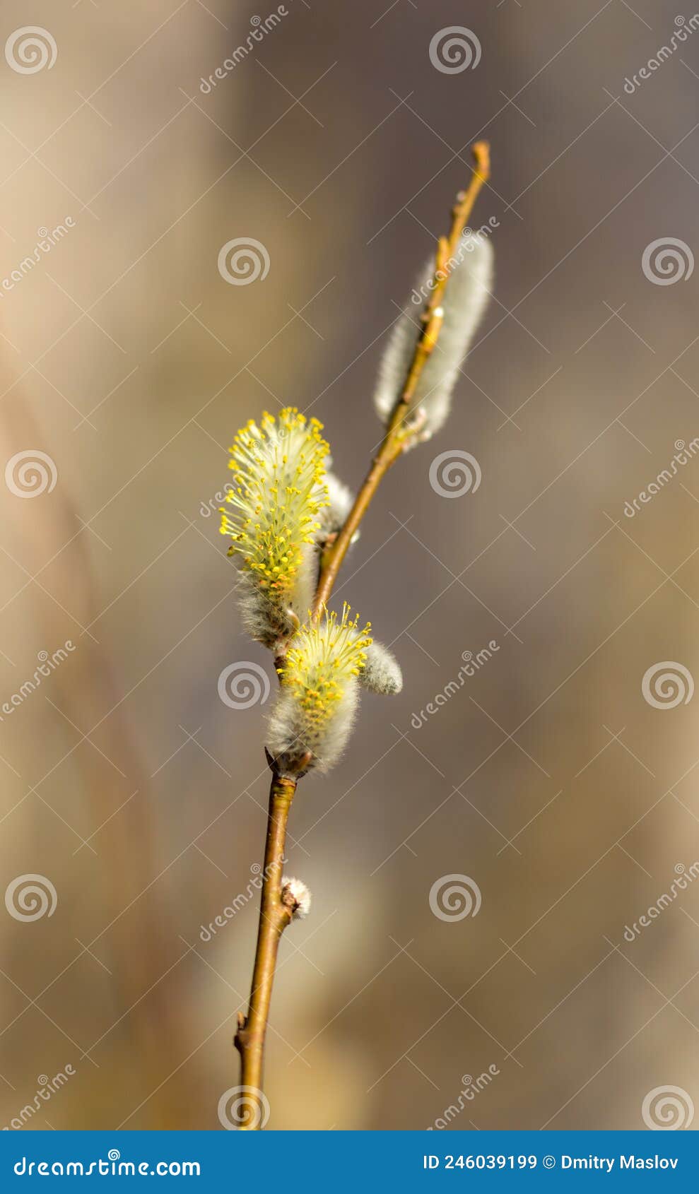Willow branch in spring stock image. Image of detail - 246039199