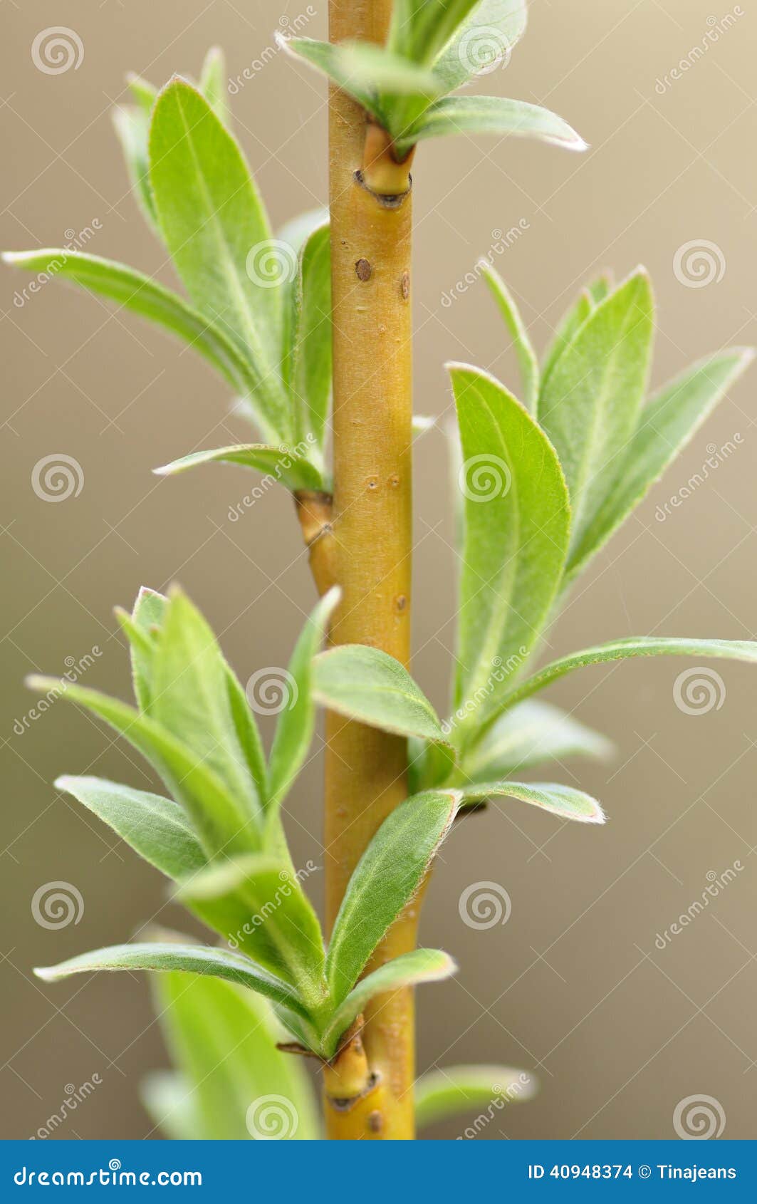 Willow branch. stock photo. Image of spring, bush, young - 40948374