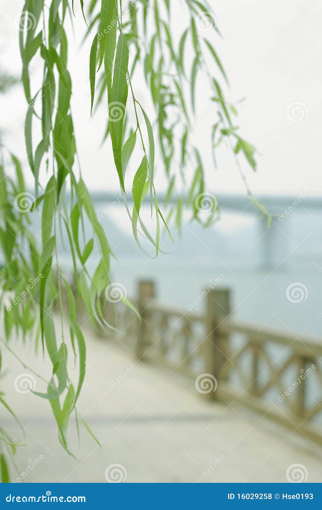 Willow branches stock photo. Image of holiday, flora - 16029258