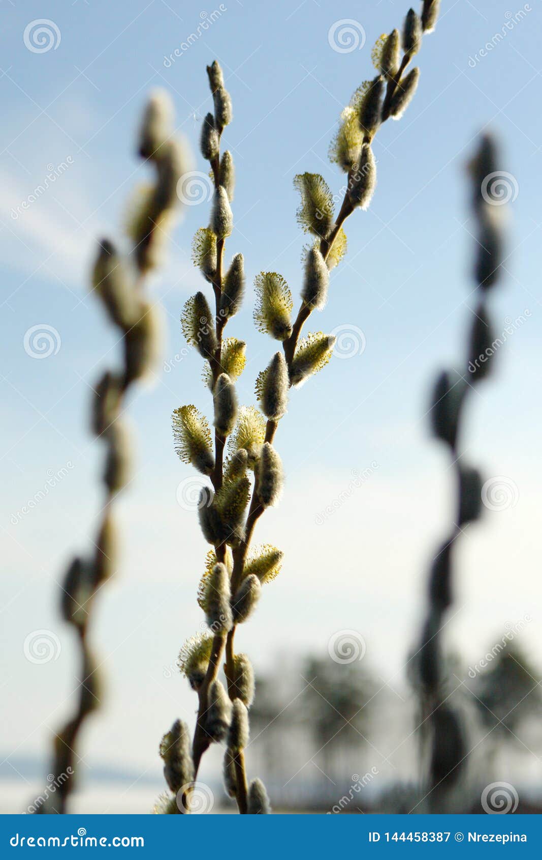 Willow Branches Against the Sky in Spring Stock Image - Image of season ...