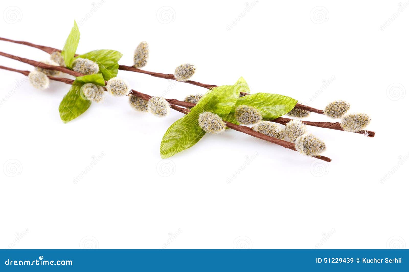 Willow branches stock image. Image of spring, isolated - 51229439