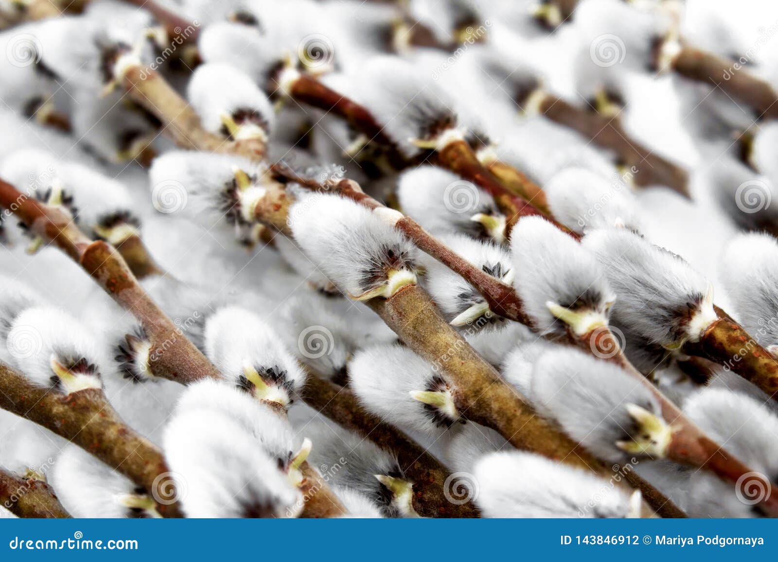 Willow Branches with Fluffy Buds Lie As a Backdrop, Natural Color Stock ...