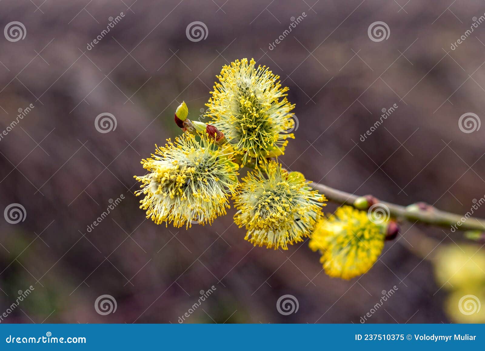 Willow Branches with Fluffy Catkins Close Up on a Dark Background in ...