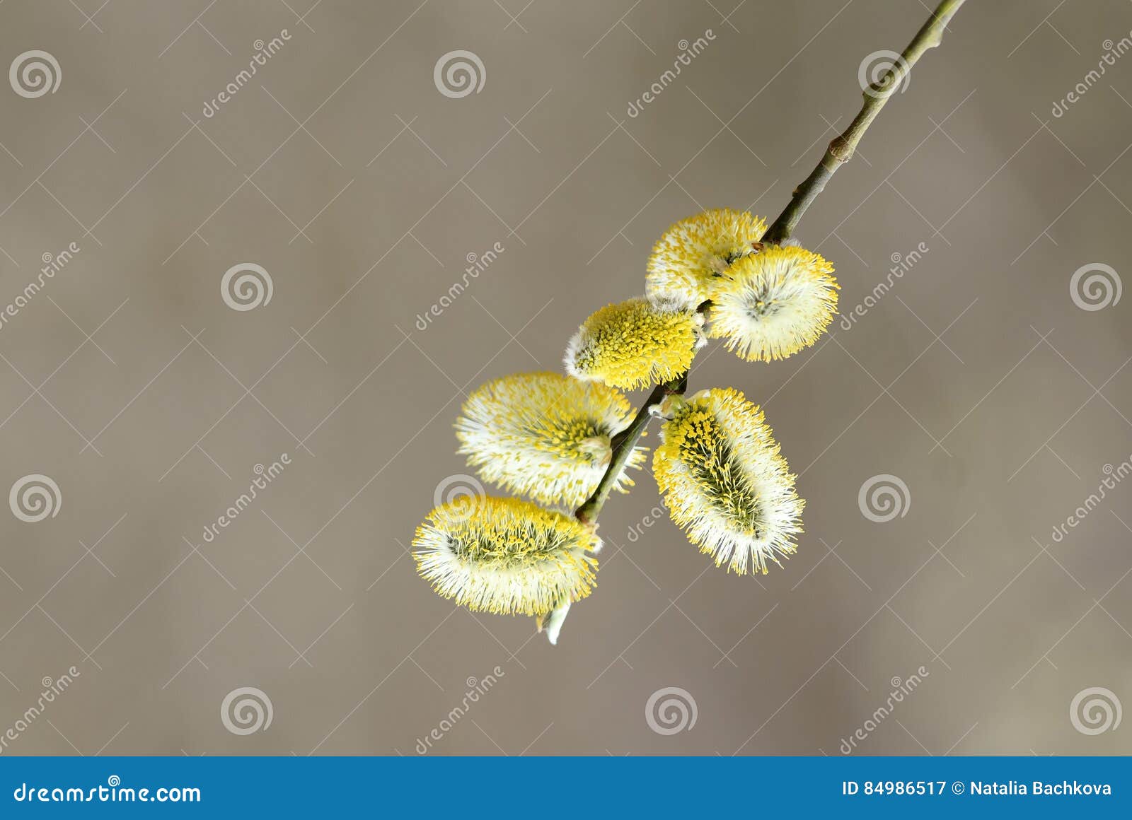 Willow Branches with Fluffy Yellow Buds in Spring Stock Image - Image ...