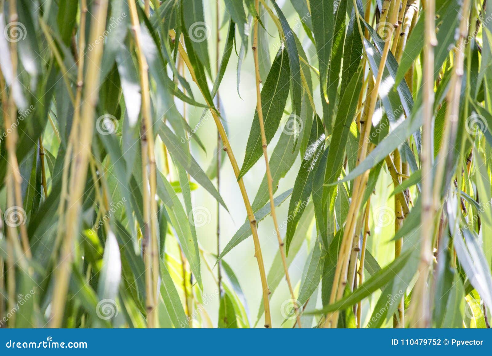 Willow branches stock photo. Image of reflection, branch - 110479752