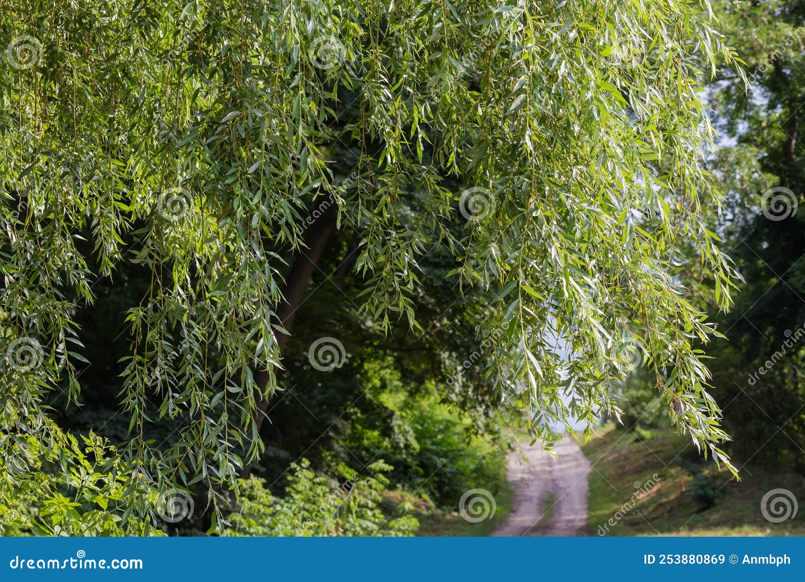 Willow Branches Hanging Down on Blurred Background of Other Trees Stock ...