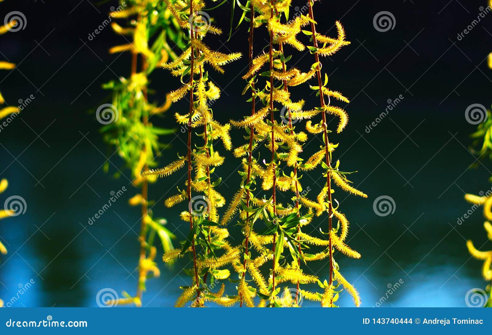 Willow Branches in Spring stock photo. Image of spring - 143740444