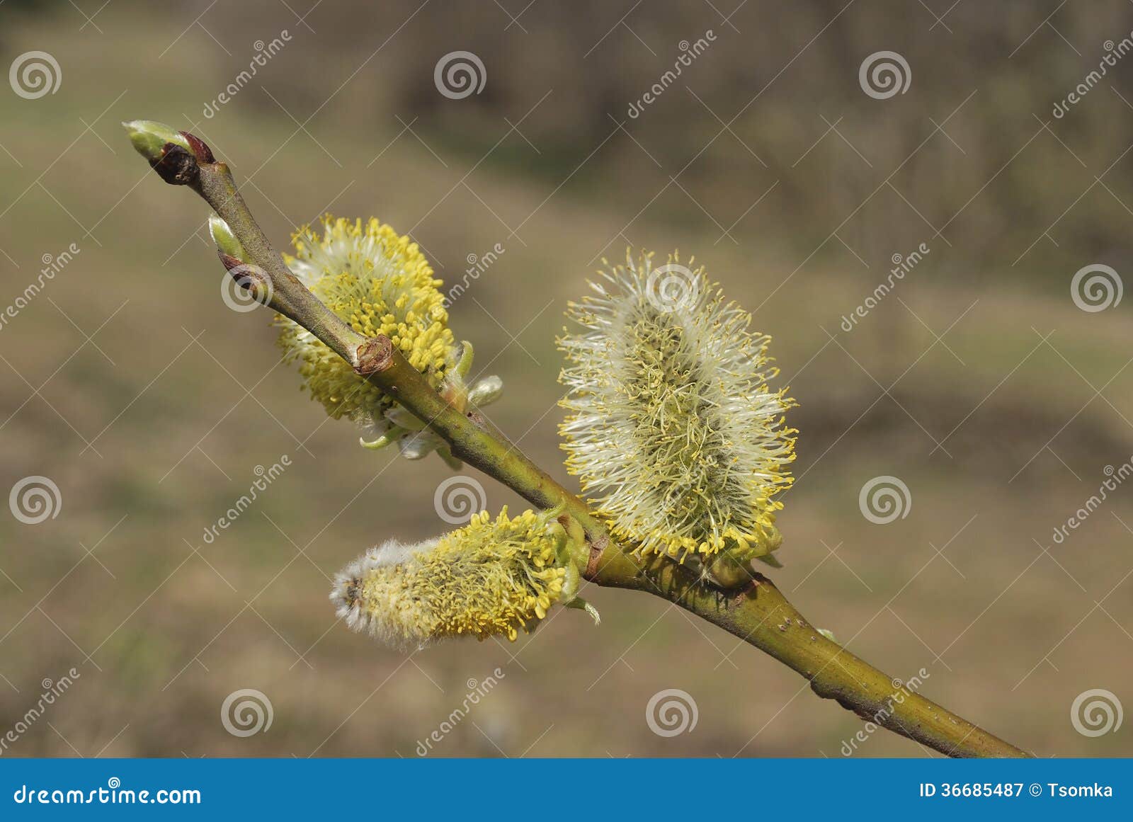 Willow branches stock image. Image of outdoors, blue - 36685487