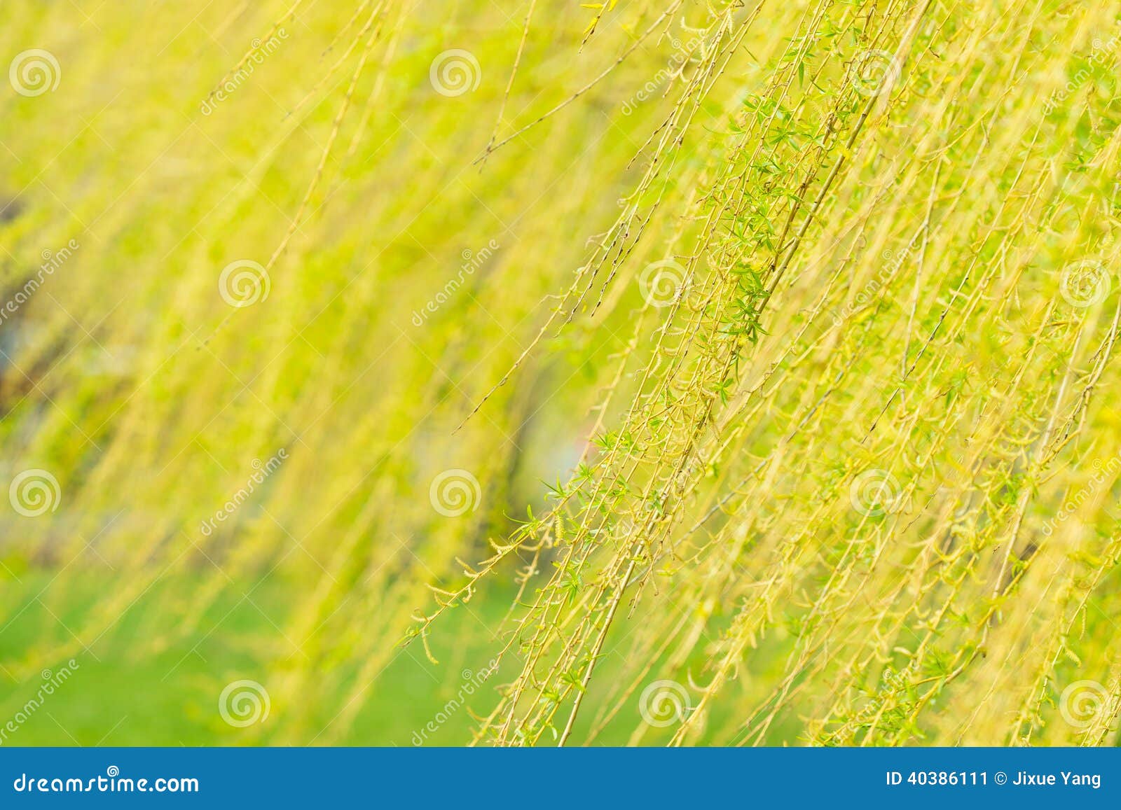 Willow Branches stock image. Image of close, tree, foliage - 40386111