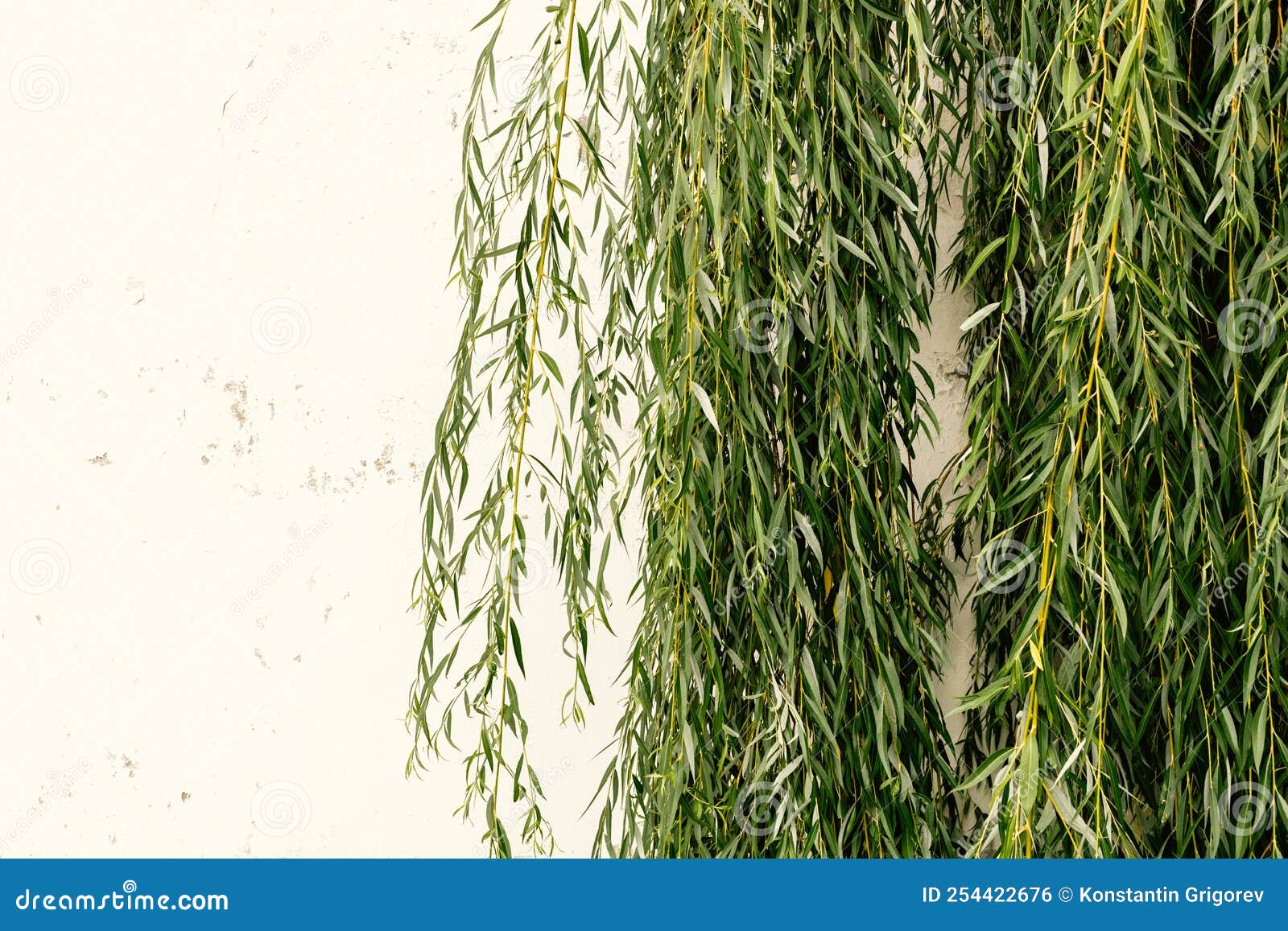 Willow Branches on a White Wall Background. Branches of Willow with ...