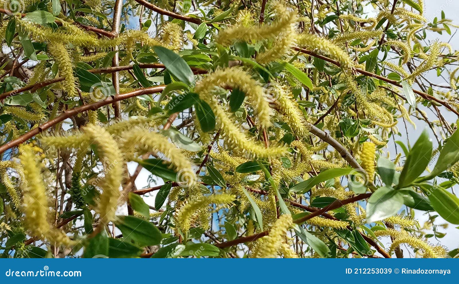 Willow Brush in Early Spring. Yellow Stamens on the Branches ...