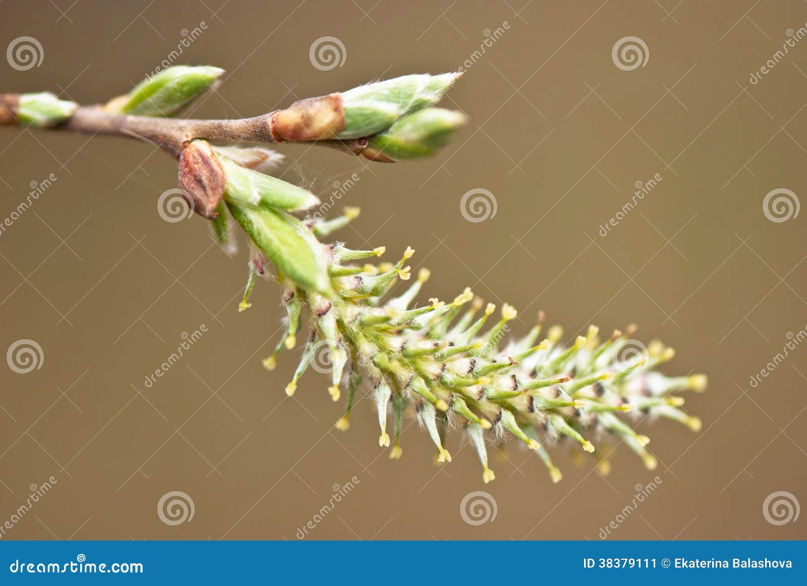 Willow bud stock image. Image of pollen, macro, growth - 38379111