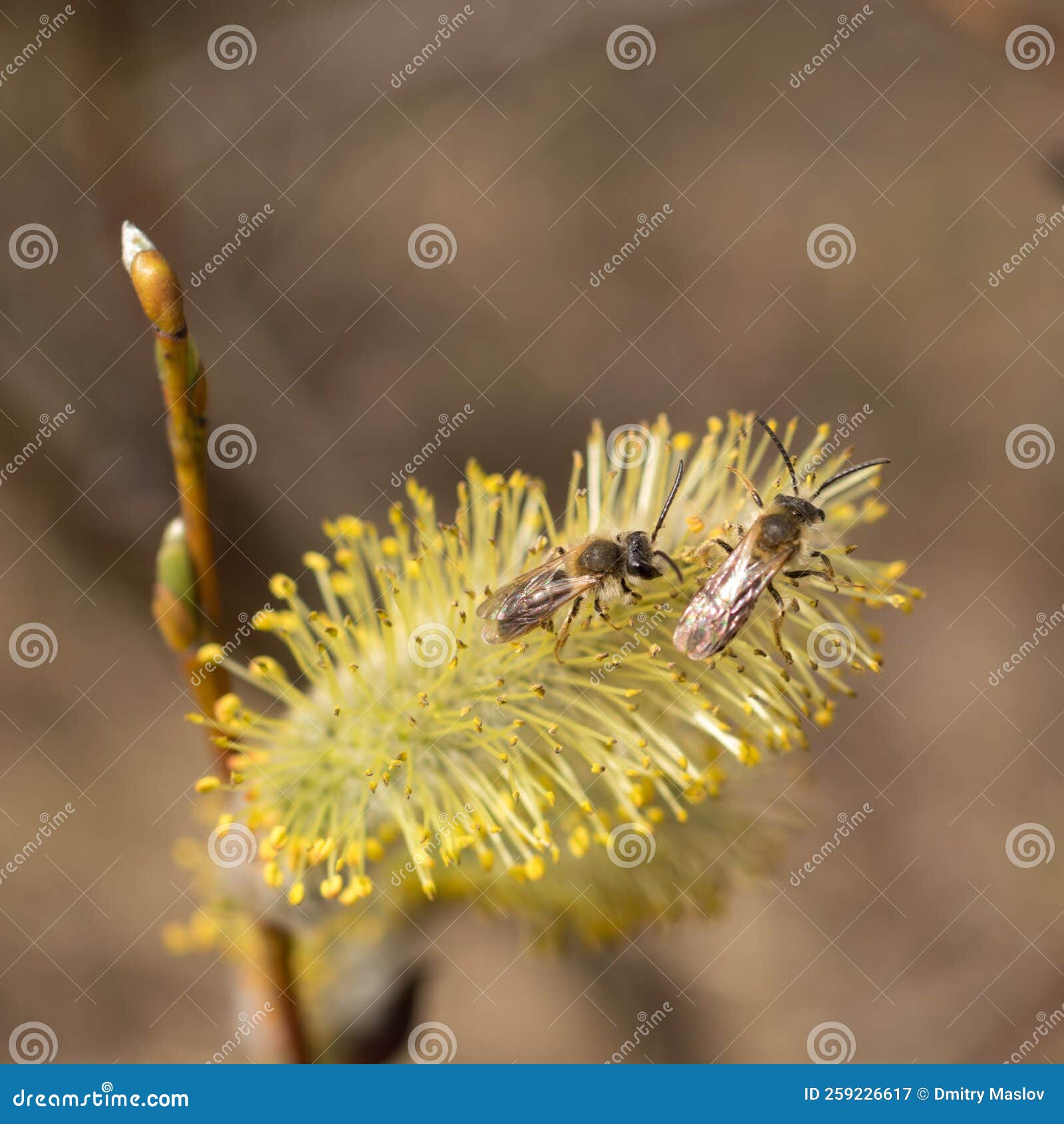 Willow bud with insects stock image. Image of season - 259226617