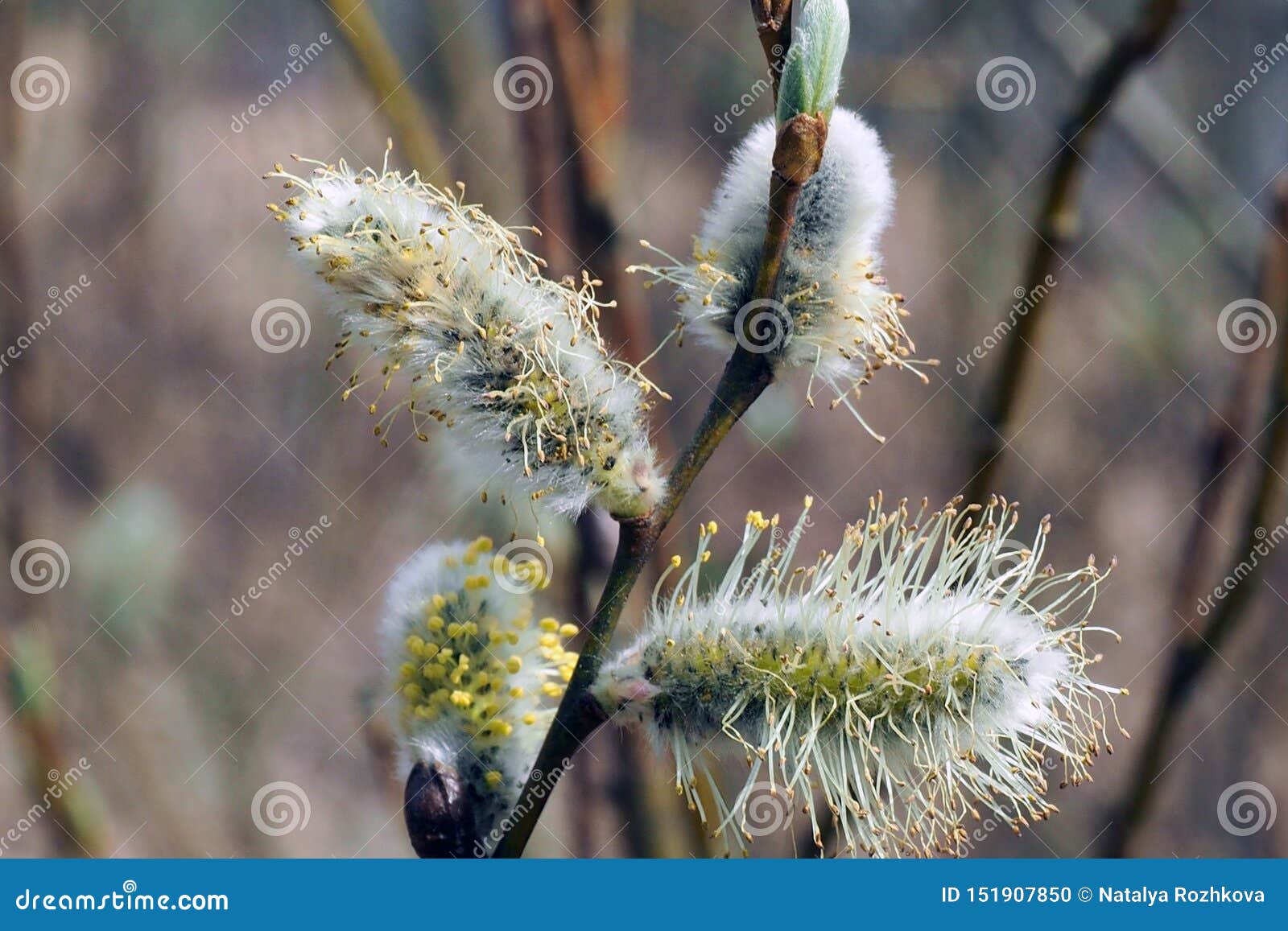 Willow Buds Bloom in the Trees Stock Photo - Image of branch, nature ...