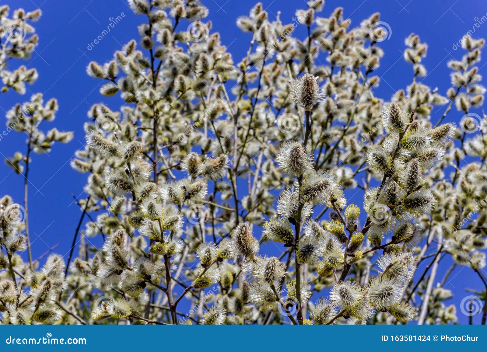 Willow Buds Blooming in Early Spring Stock Photo - Image of beginning ...