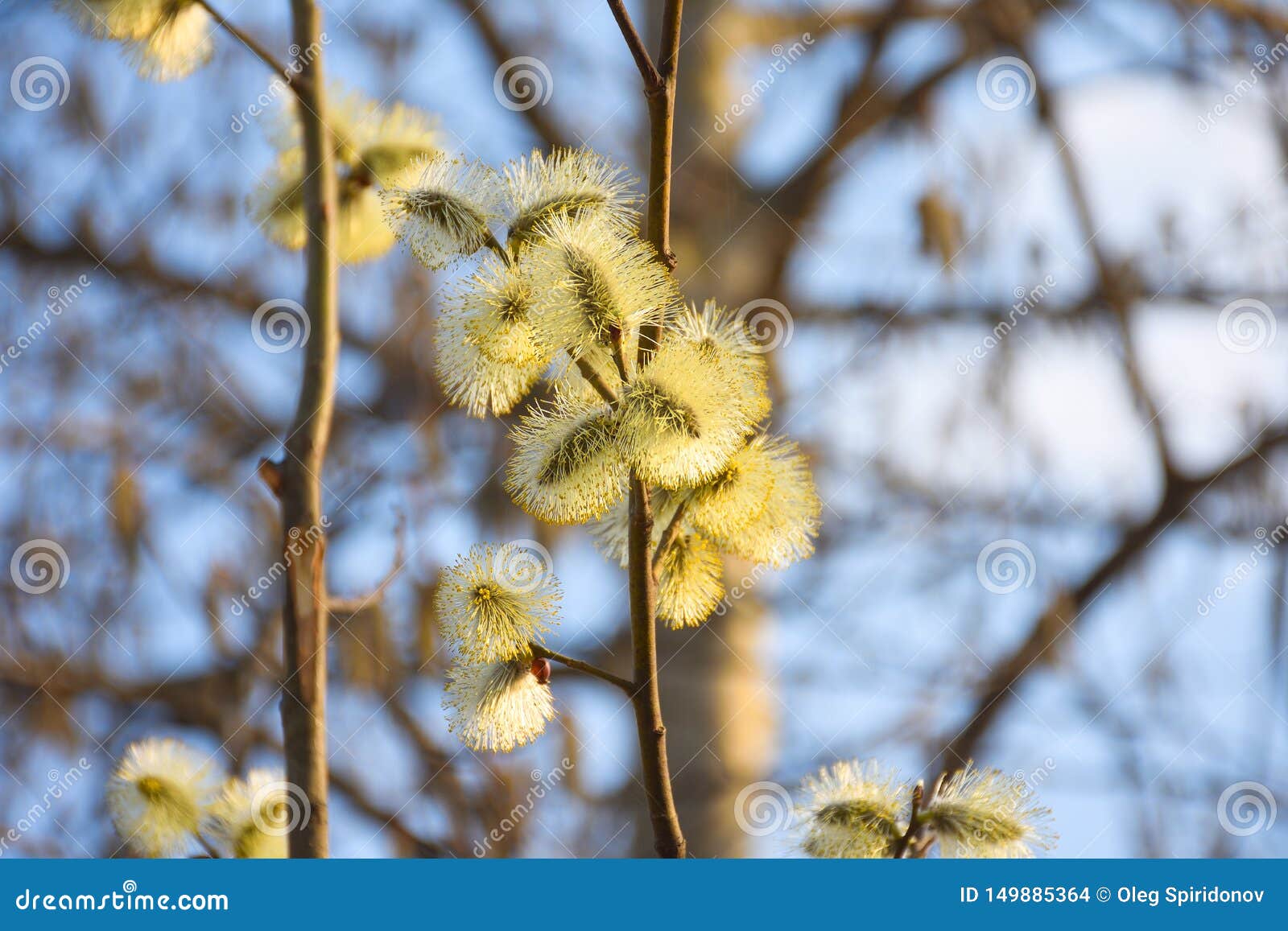 Willow Buds on Branch Close Up Stock Photo - Image of natural, season ...