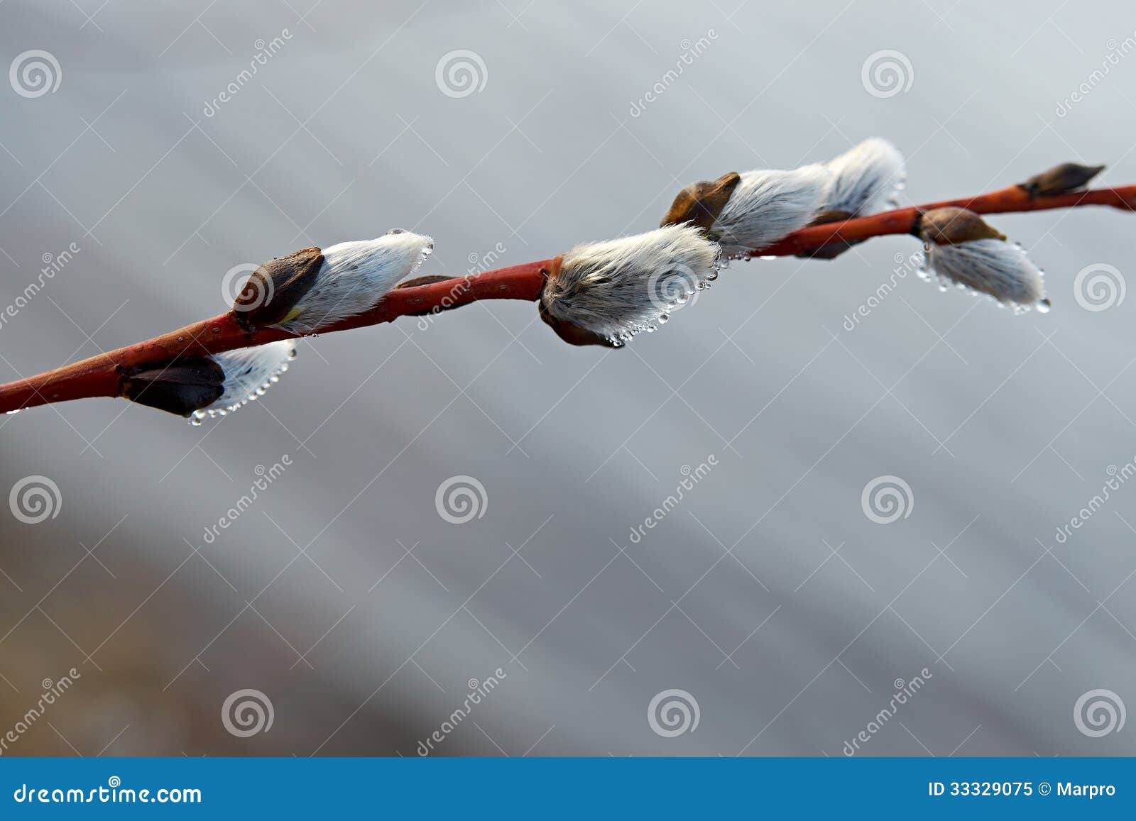 Willow catkin buds stock image. Image of blurred, plant - 33329075