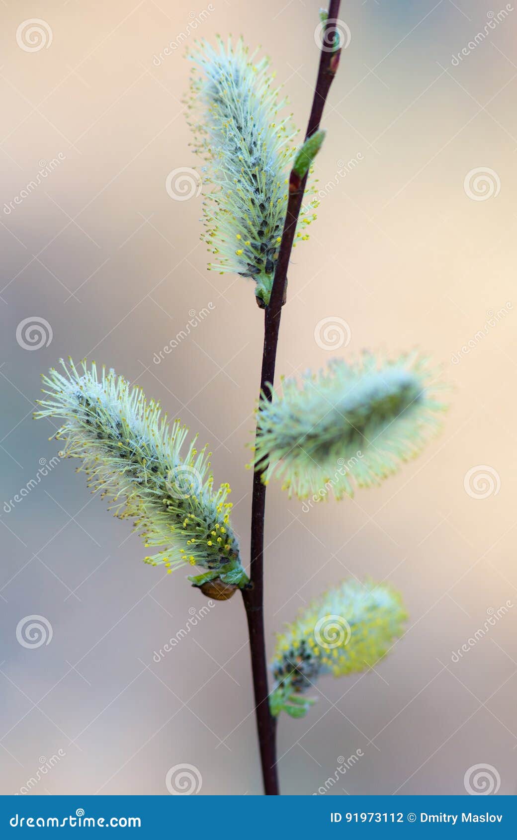 Willow buds closeup stock photo. Image of deciduous, foreground - 91973112